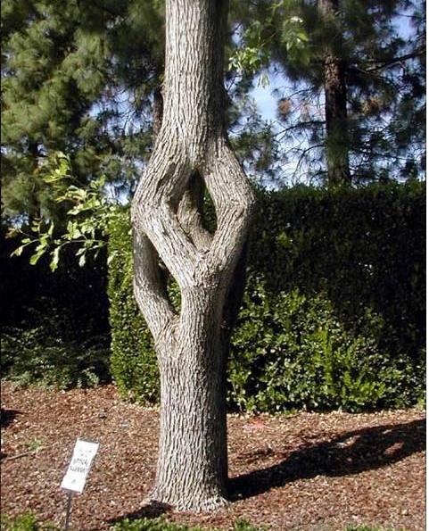Unique and Unusual Trees 5 – Wonderfulinfo